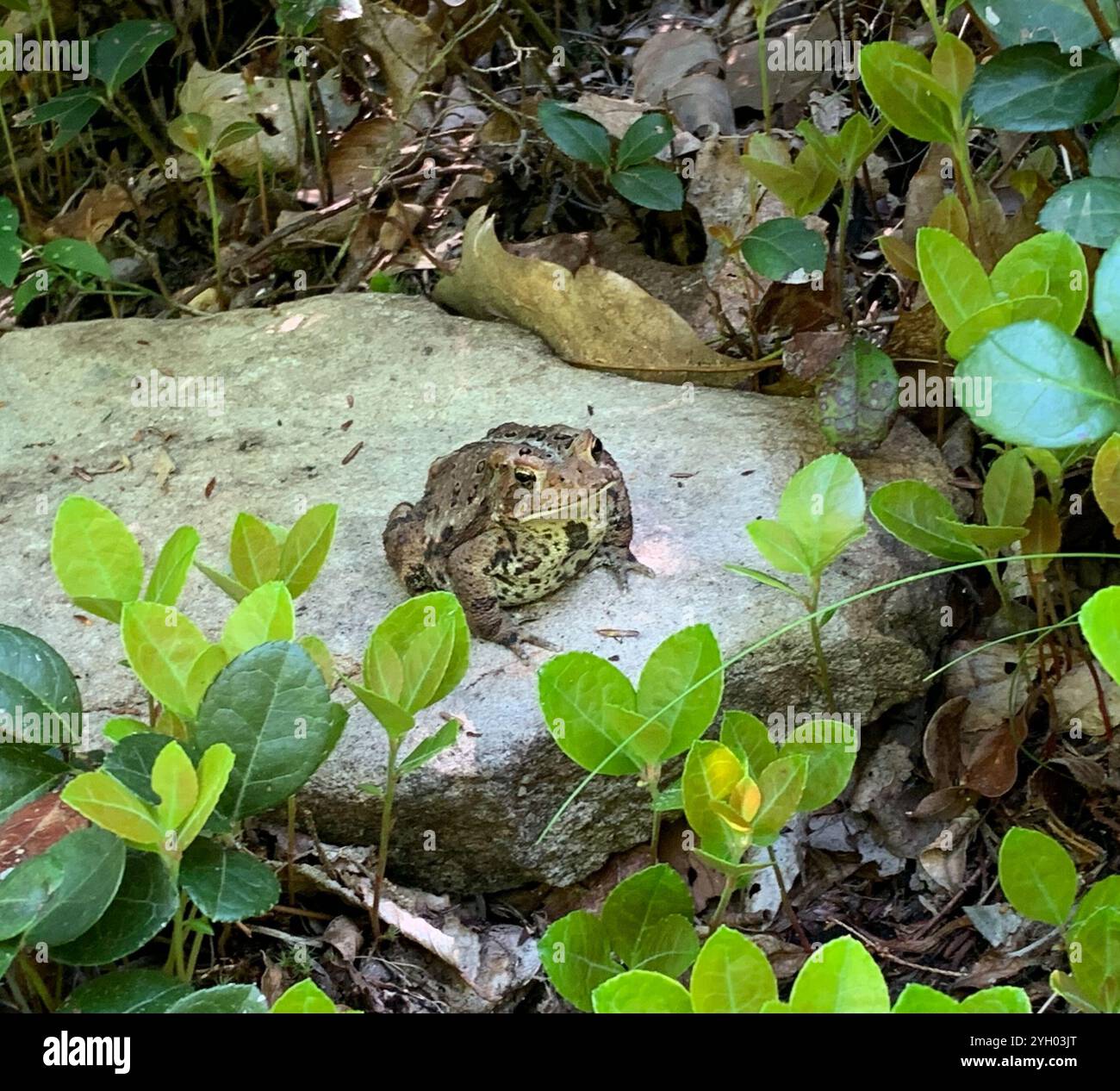 American Toad (Anaxyrus americanus Stock Photo - Alamy