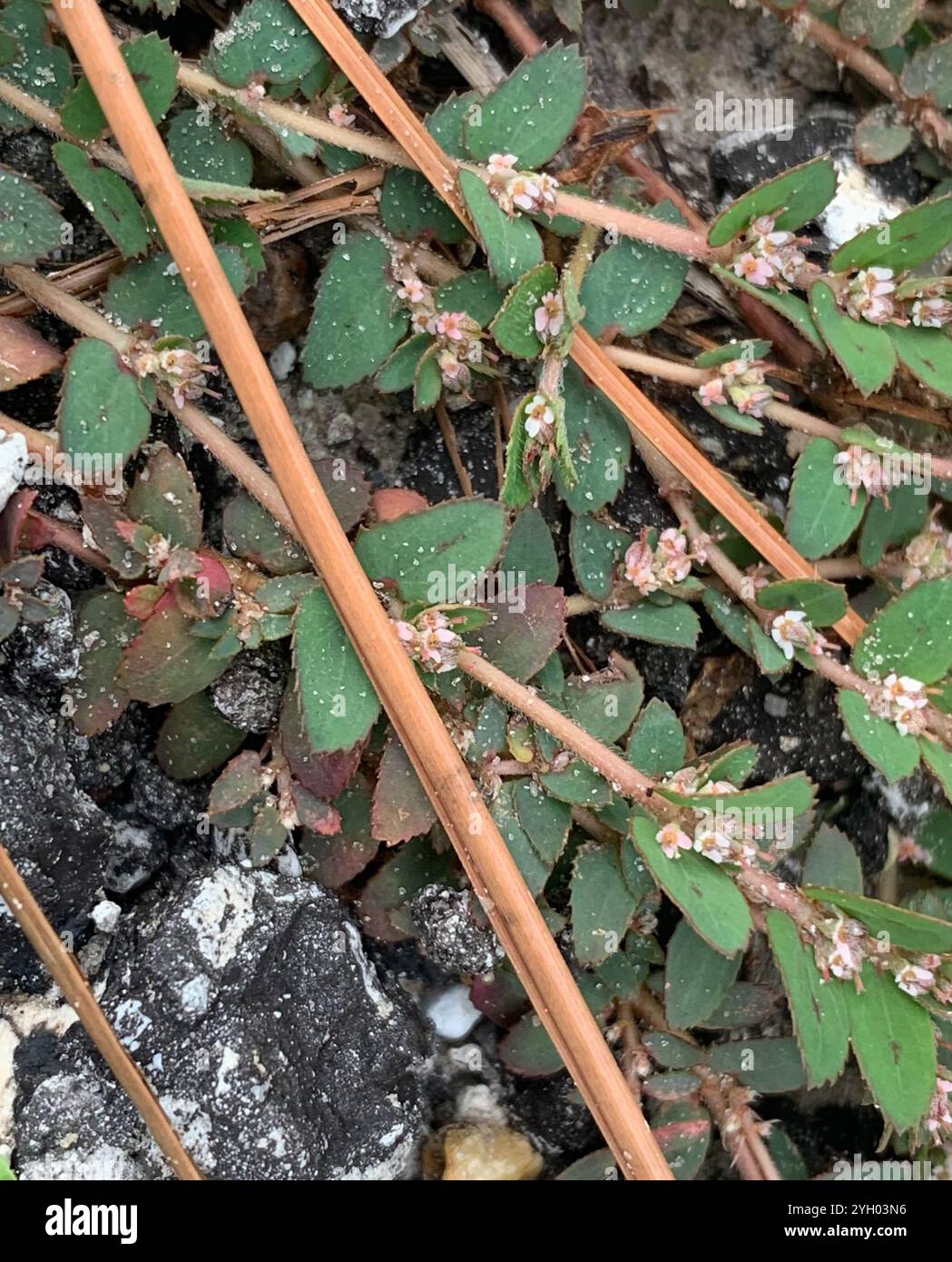 Red Caustic-creeper (Euphorbia thymifolia Stock Photo - Alamy