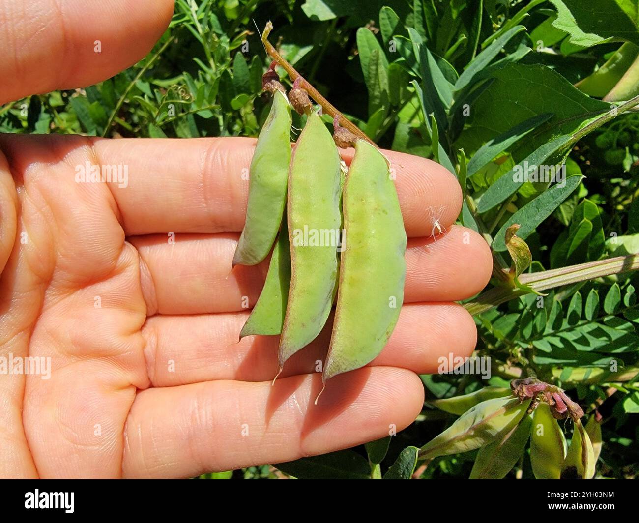 giant vetch (Vicia gigantea Stock Photo - Alamy