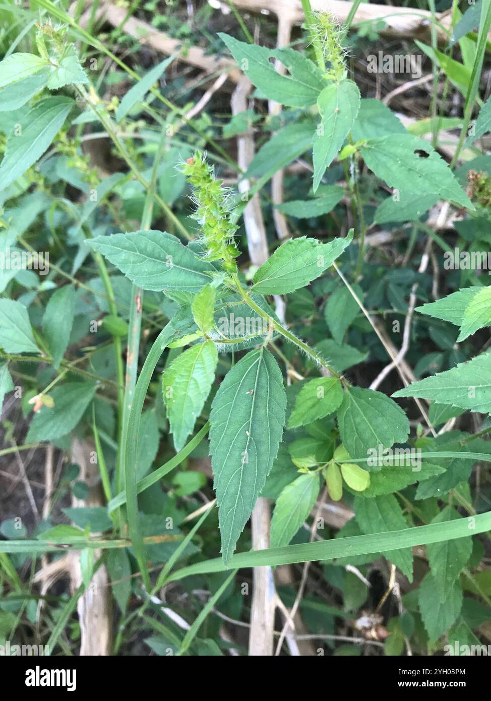 shrubby copperleaf (Acalypha phleoides Stock Photo - Alamy