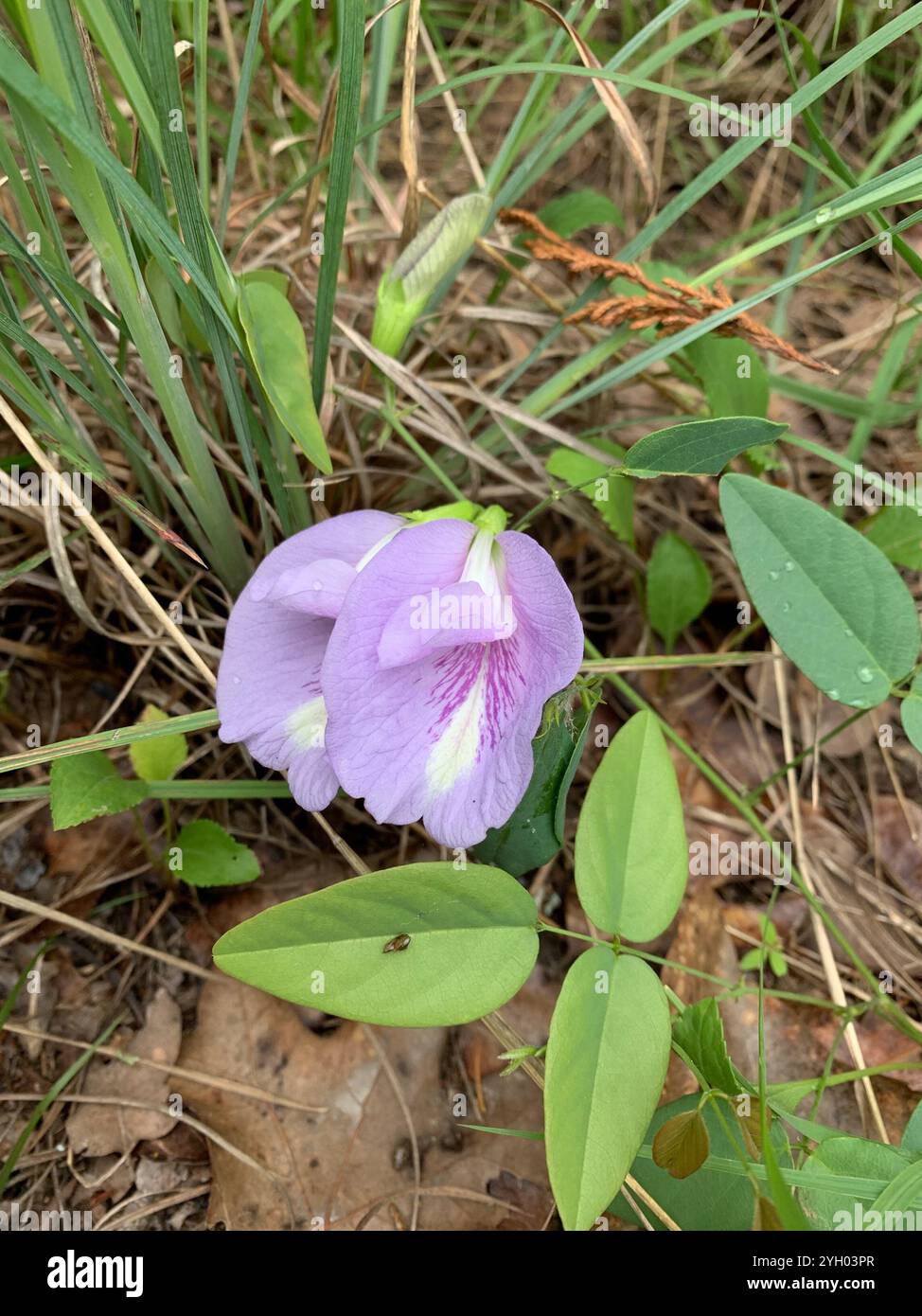 Pigeonwings (Clitoria mariana Stock Photo - Alamy