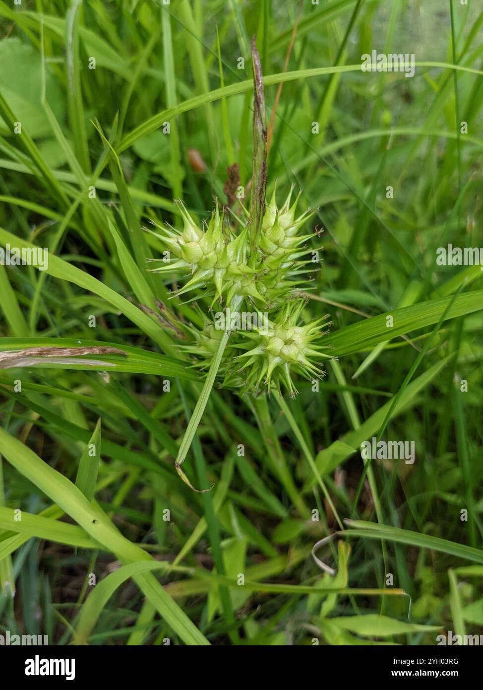 hop sedge (Carex lupulina Stock Photo - Alamy