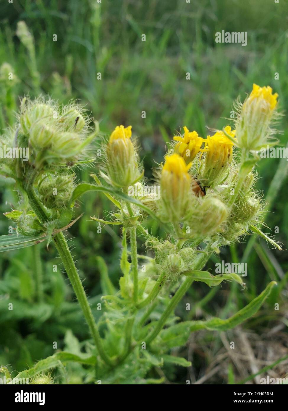 Crepis setosa hi-res stock photography and images - Alamy