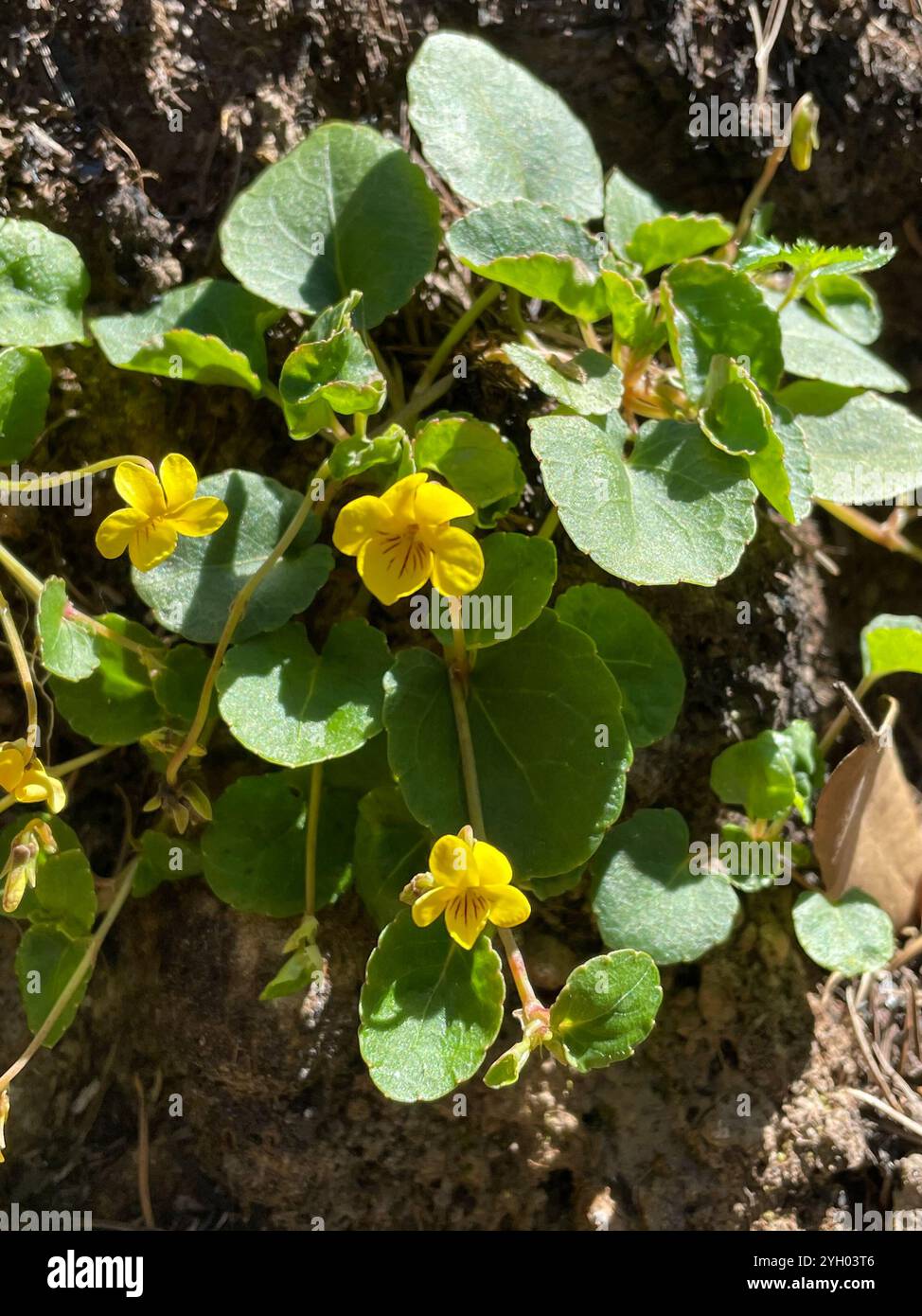 Redwood Violet (Viola sempervirens Stock Photo - Alamy
