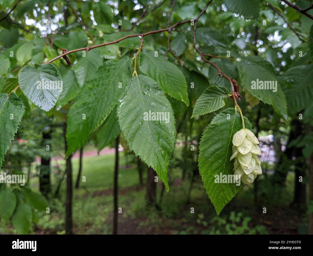 American hophornbeam (Ostrya virginiana Stock Photo - Alamy