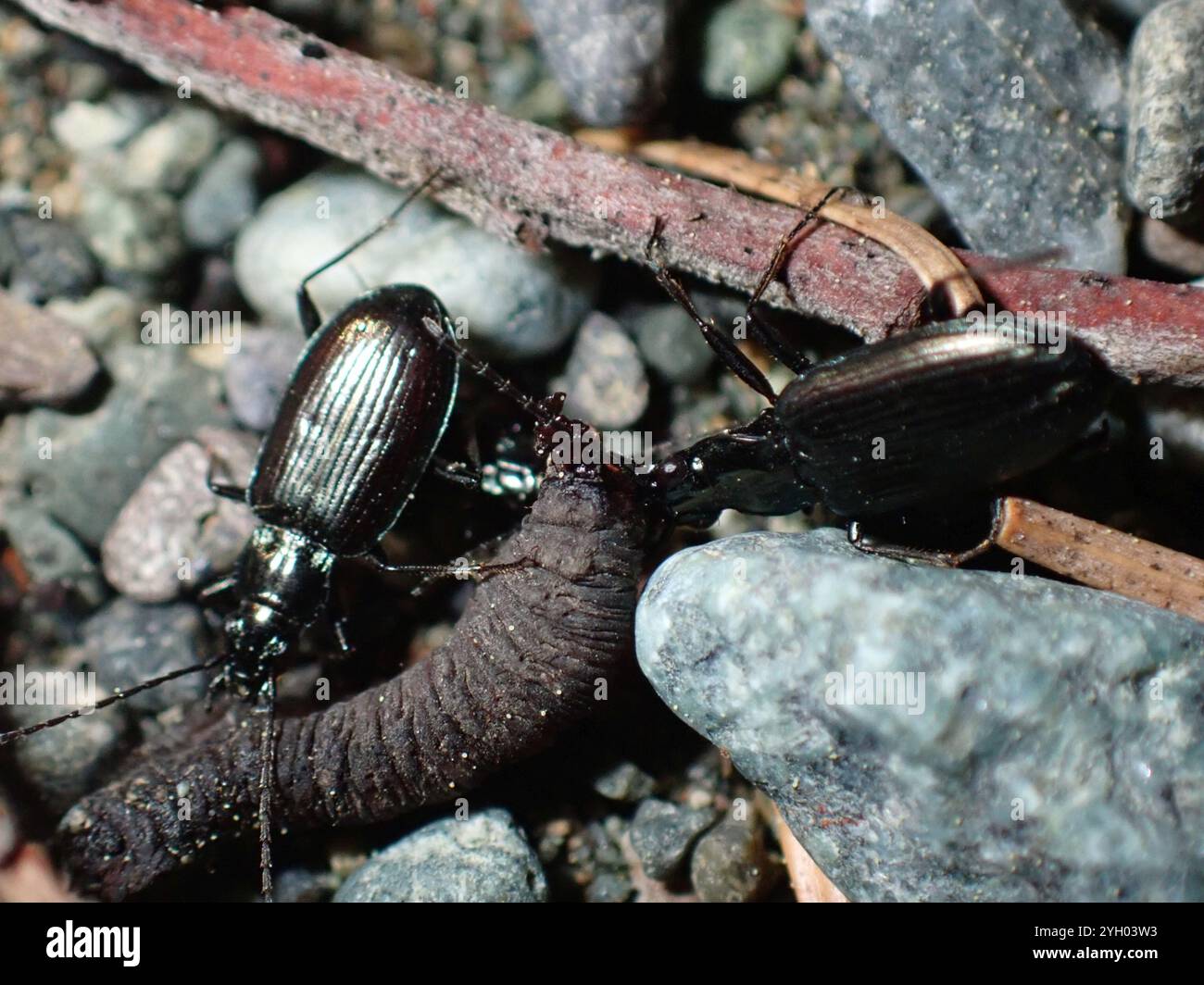 Ground Beetles (Carabidae Stock Photo - Alamy