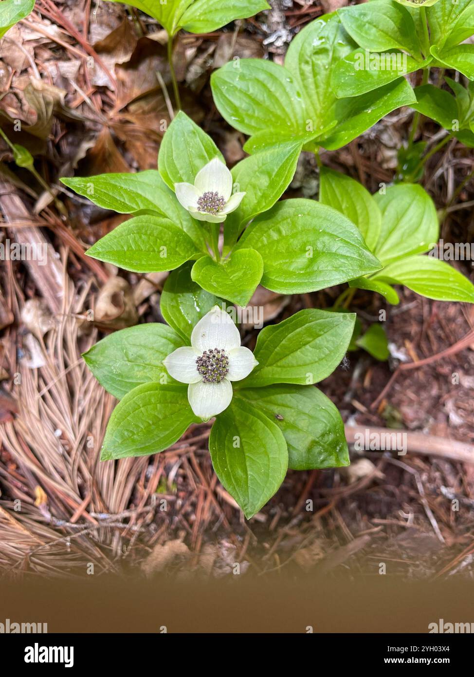 Western Bunchberry (Cornus unalaschkensis Stock Photo - Alamy