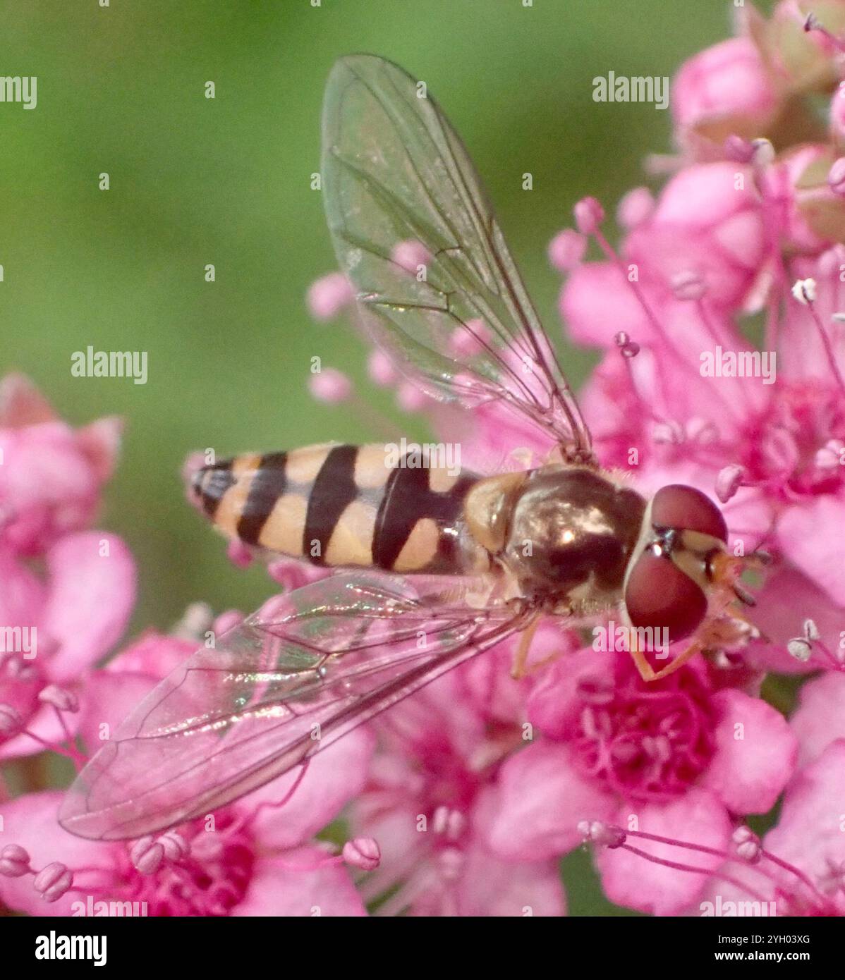 Meliscaeva auricollis hi-res stock photography and images - Alamy