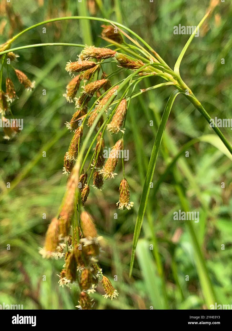 nodding bulrush (Scirpus pendulus Stock Photo - Alamy