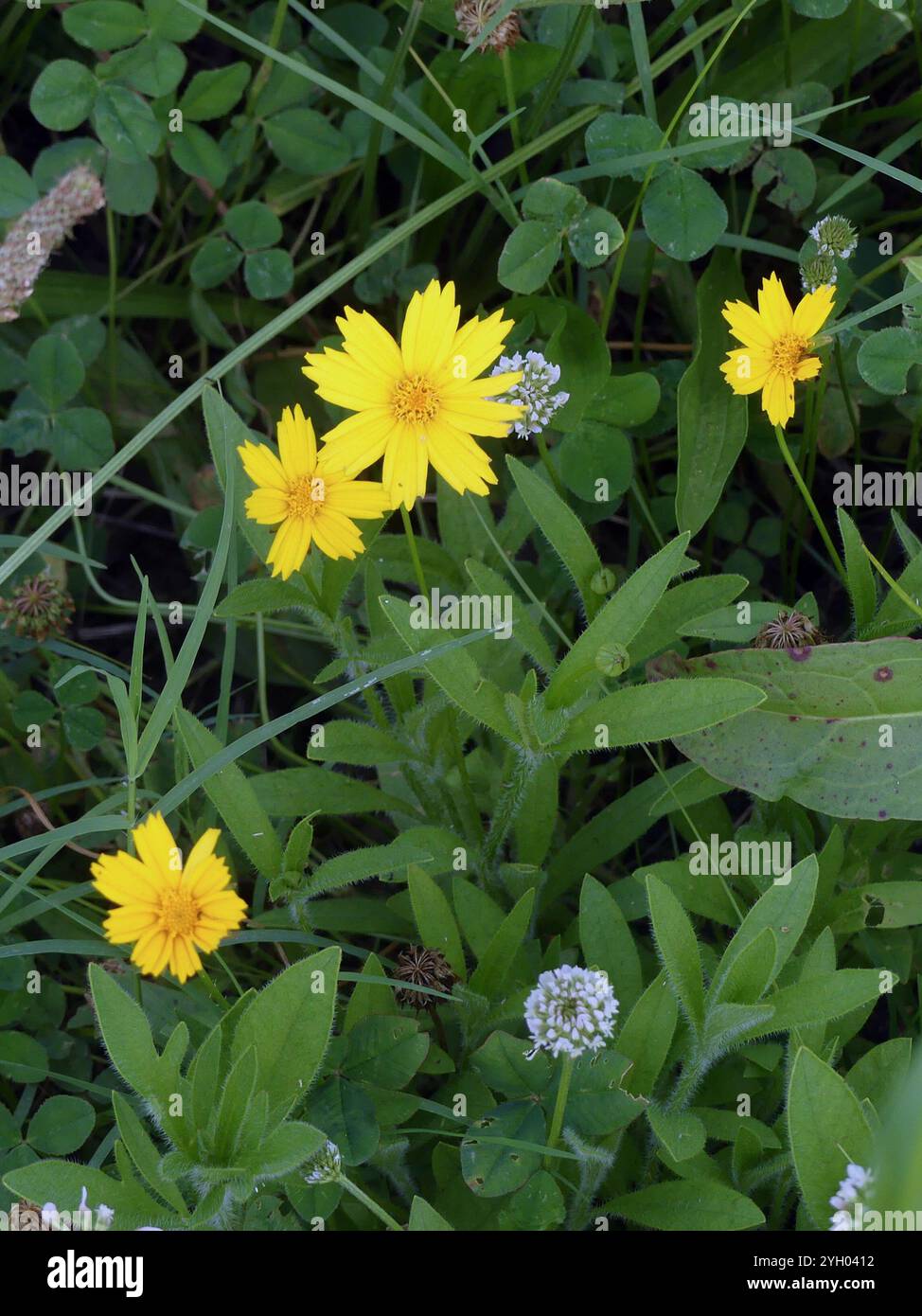 Lance-leaved Coreopsis (Coreopsis lanceolata Stock Photo - Alamy