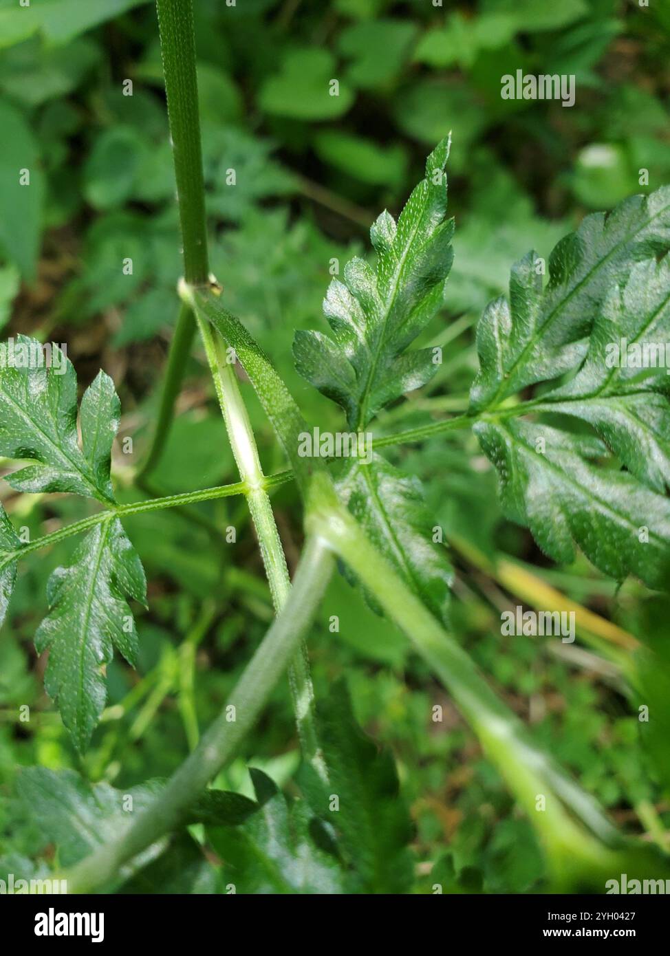 hedge parslies (Torilis Stock Photo - Alamy