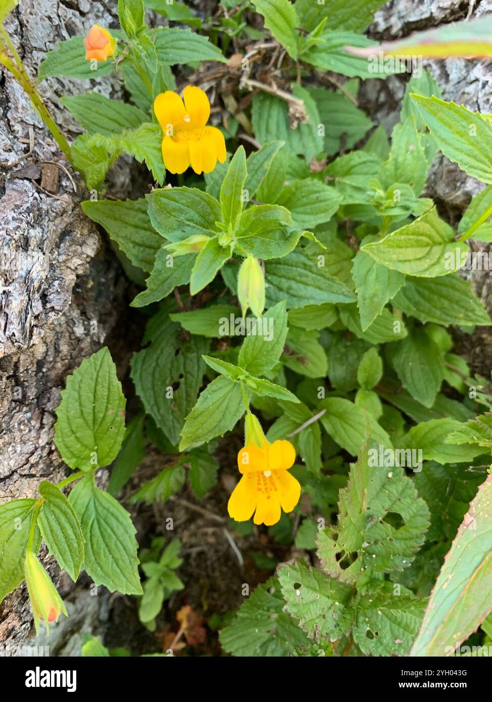 Coastal Monkeyflower (Erythranthe dentata Stock Photo - Alamy