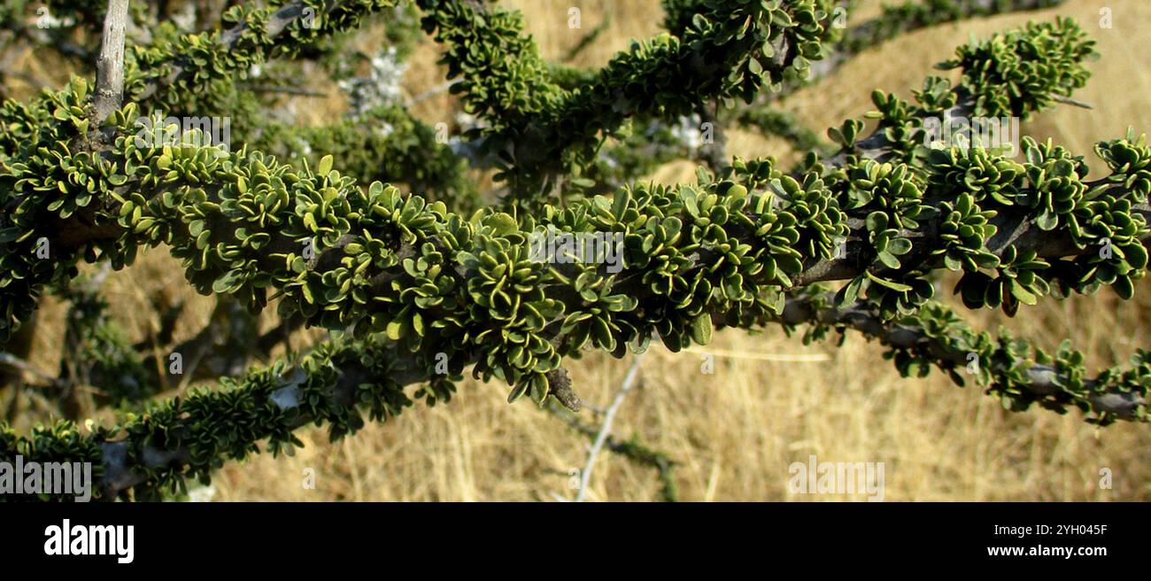 Boscia foetida hi-res stock photography and images - Alamy