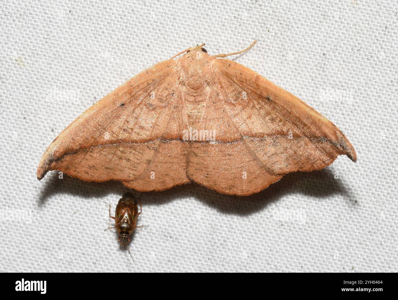 Olyzonaria hi-res stock photography and images - Alamy