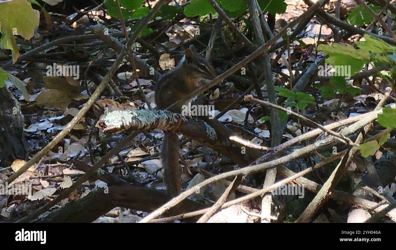Merriam's Chipmunk (Neotamias merriami Stock Photo - Alamy