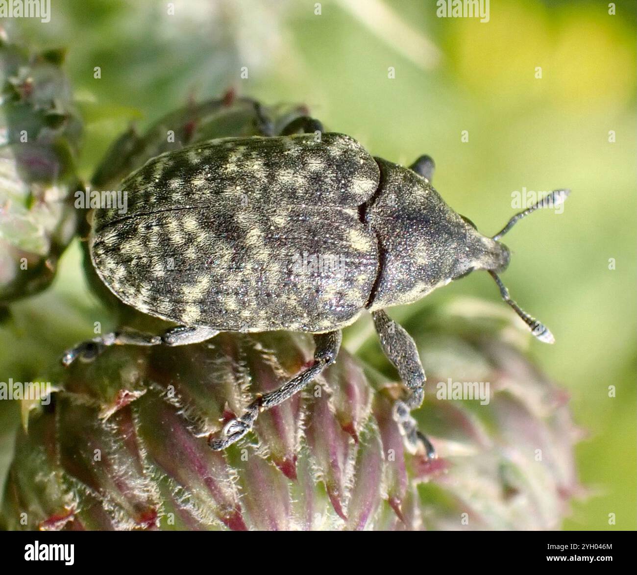Turbine cylindrical weevil hi-res stock photography and images - Alamy