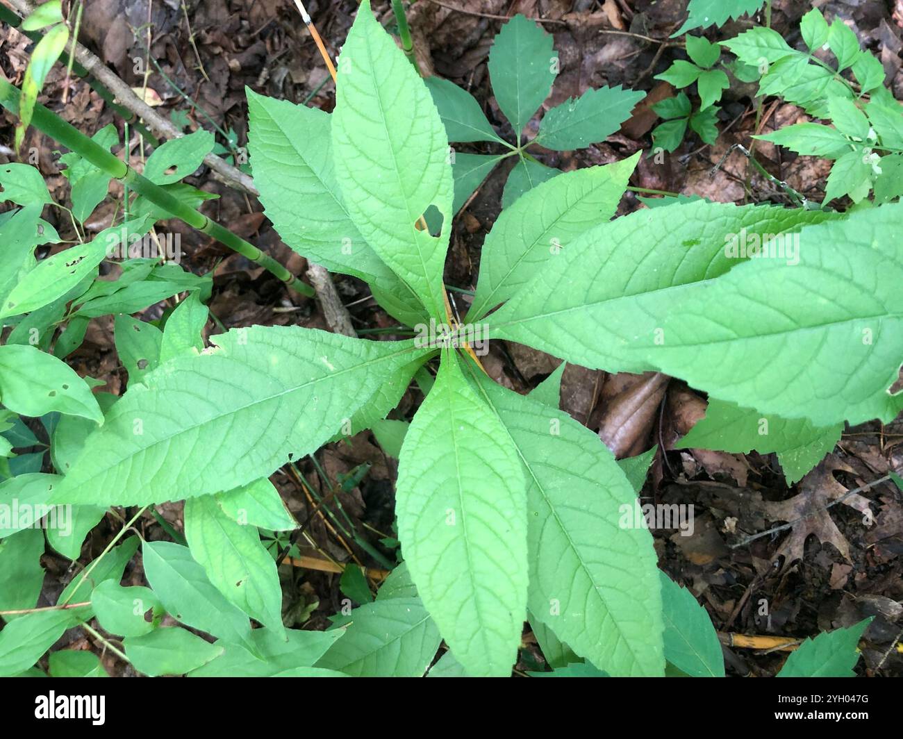 Wingstem (Verbesina alternifolia Stock Photo - Alamy