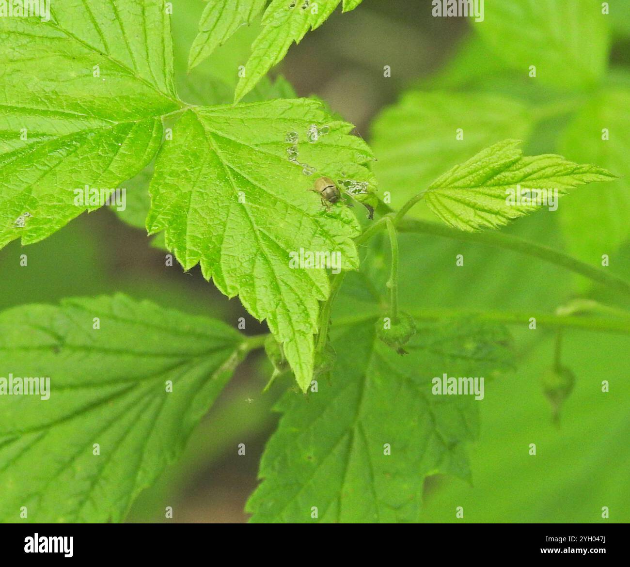 Raspberry Beetle (Byturus tomentosus Stock Photo - Alamy