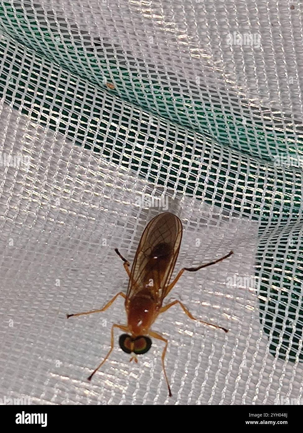 Compost Fly (Ptecticus trivittatus Stock Photo - Alamy