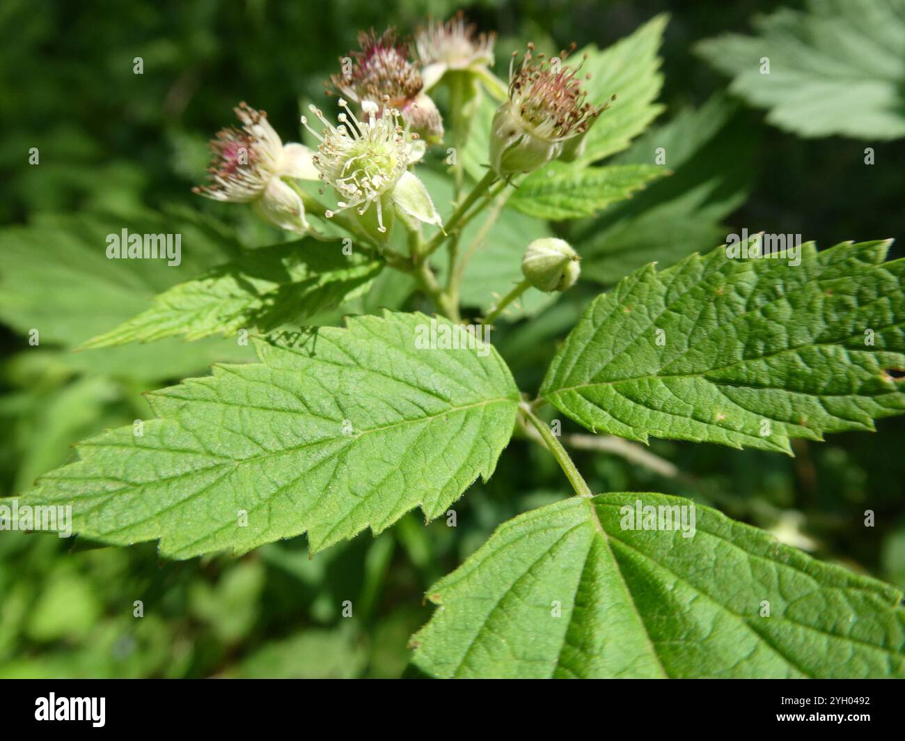 black raspberry (Rubus occidentalis Stock Photo - Alamy