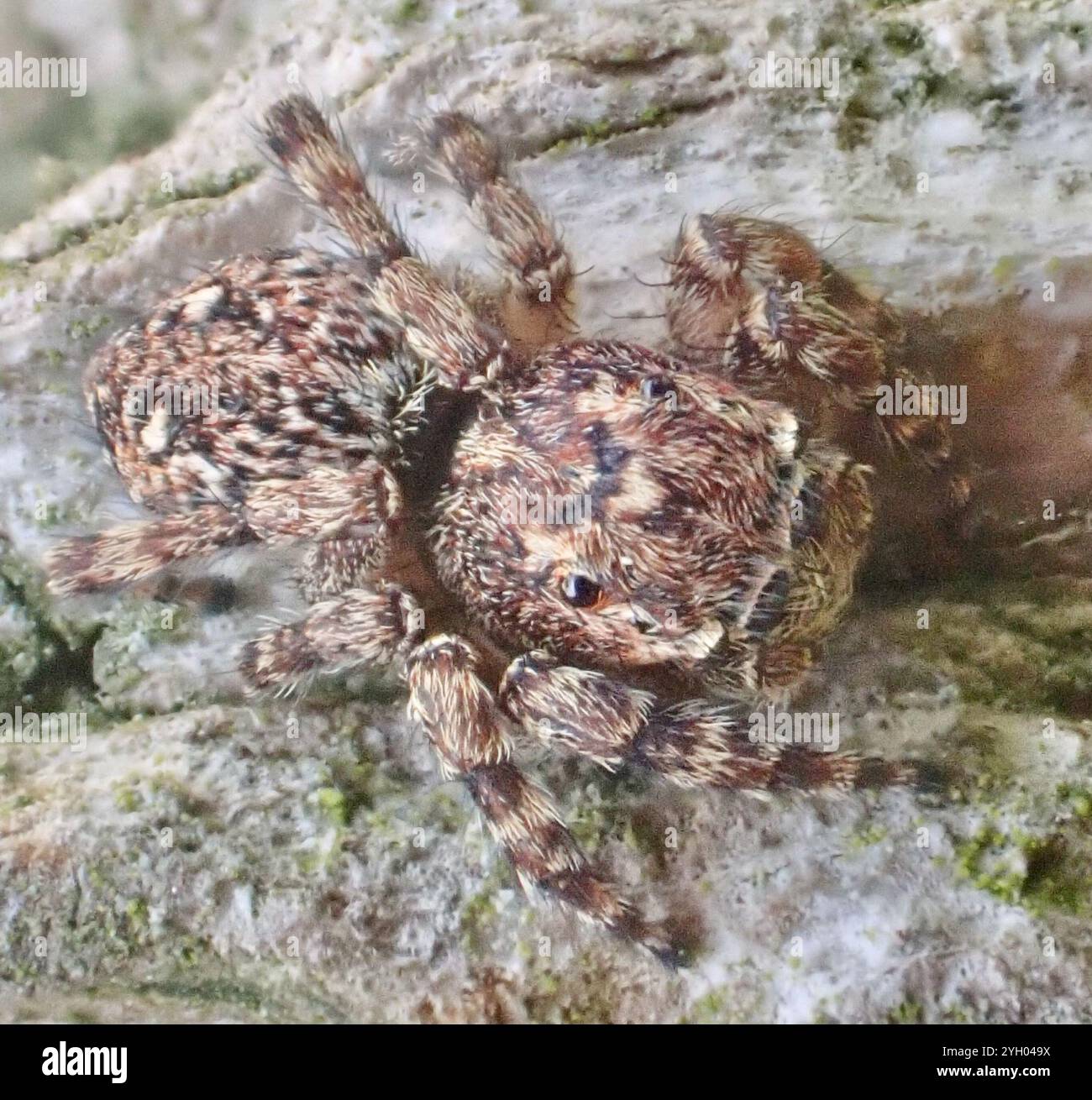 Downy jumping spider (Attulus pubescens Stock Photo - Alamy