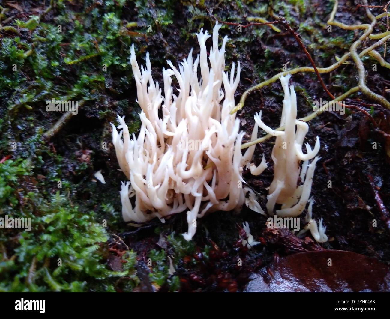 antler and spindle fungi (Clavariaceae Stock Photo - Alamy