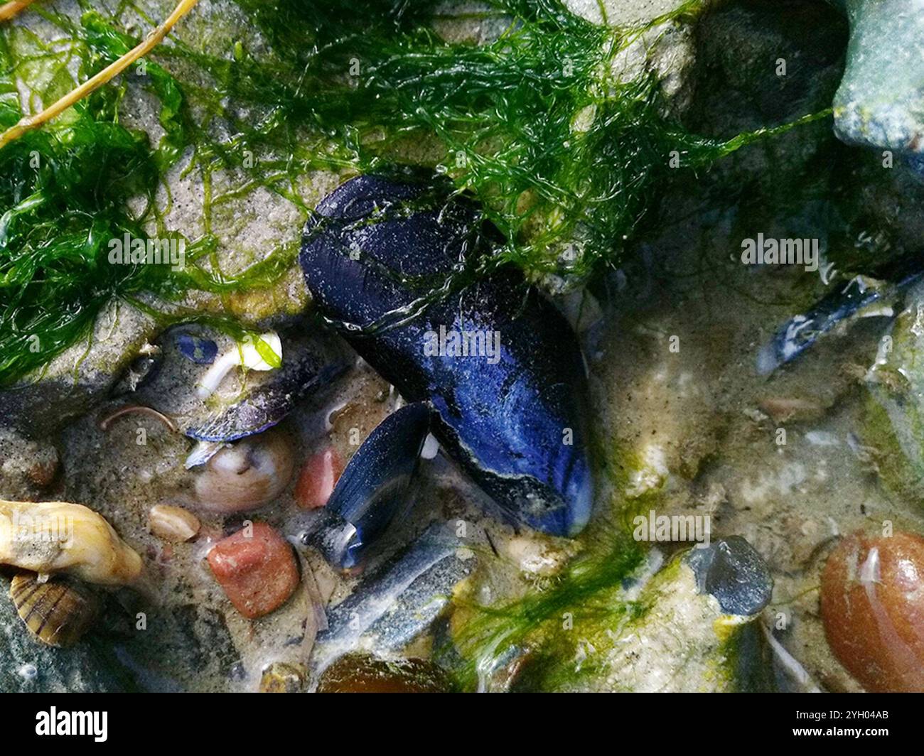 Blue Mussel (Mytilus edulis Stock Photo - Alamy