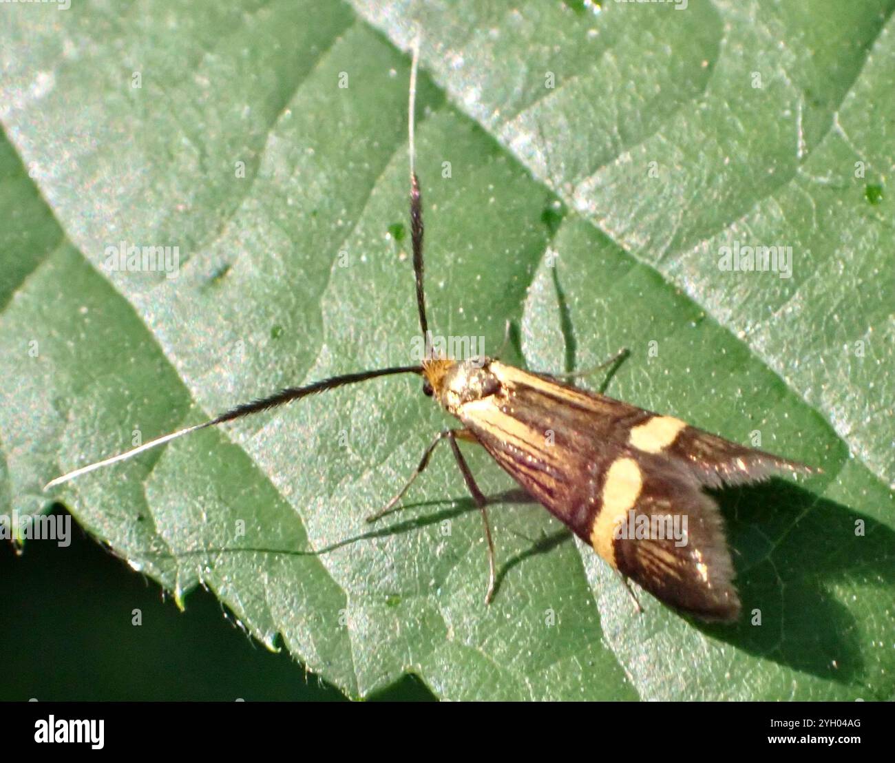 Yellow-barred Longhorn (Nemophora degeerella Stock Photo - Alamy
