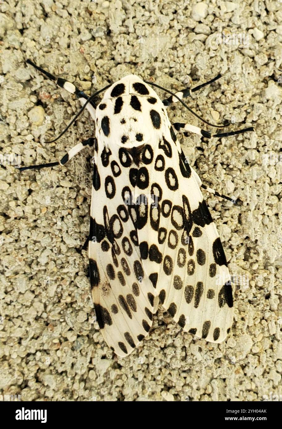 Giant Leopard Moth (Hypercompe scribonia Stock Photo - Alamy