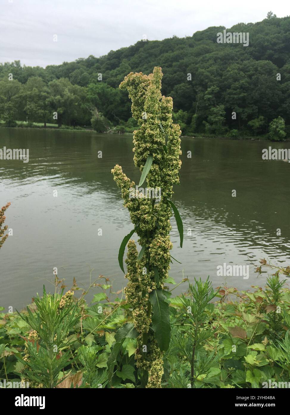 Rumex cristatus hi-res stock photography and images - Alamy