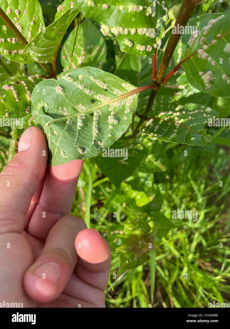 Gall and Rust Mites (Eriophyidae Stock Photo - Alamy