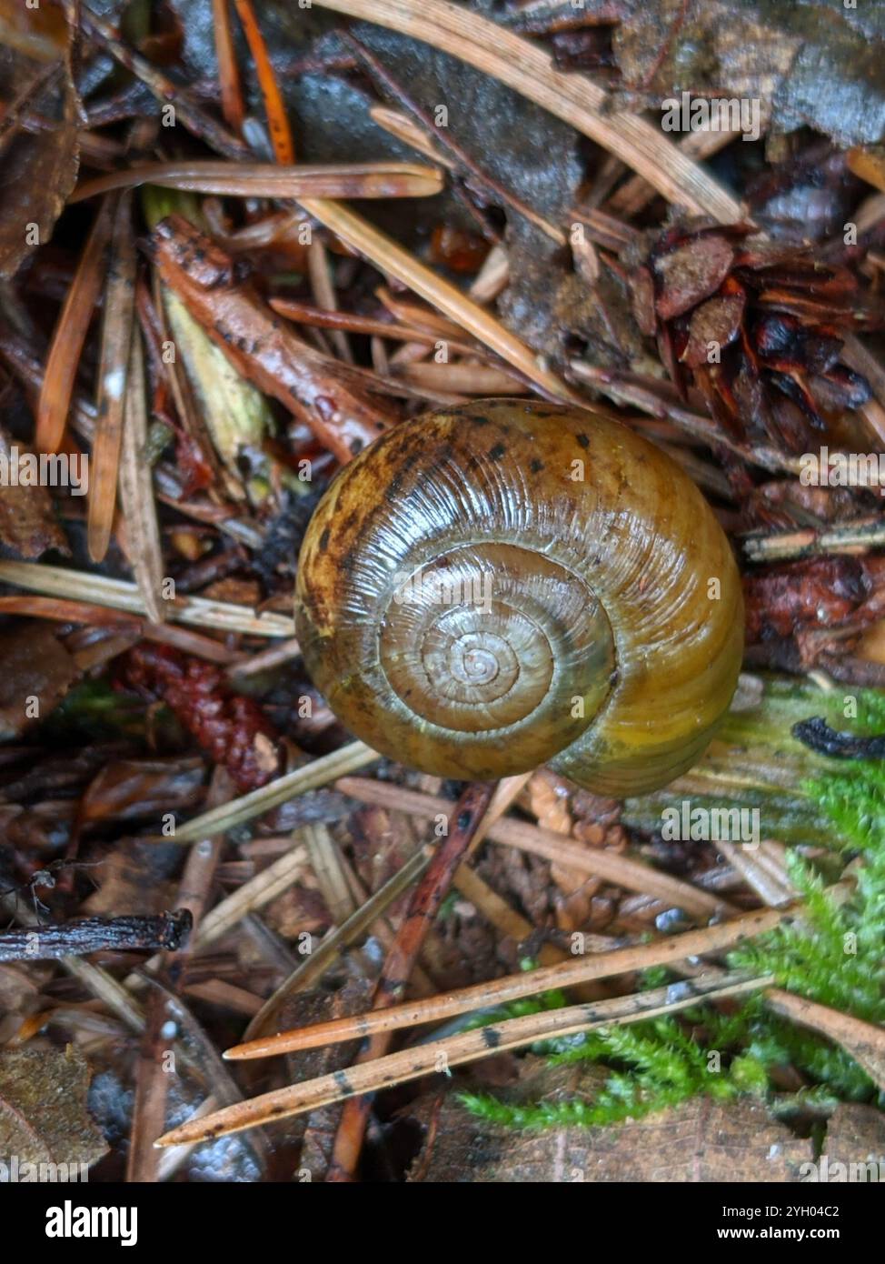 Lancetooth hi-res stock photography and images - Alamy