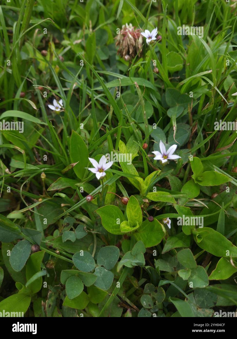 Pigroot hi-res stock photography and images - Alamy