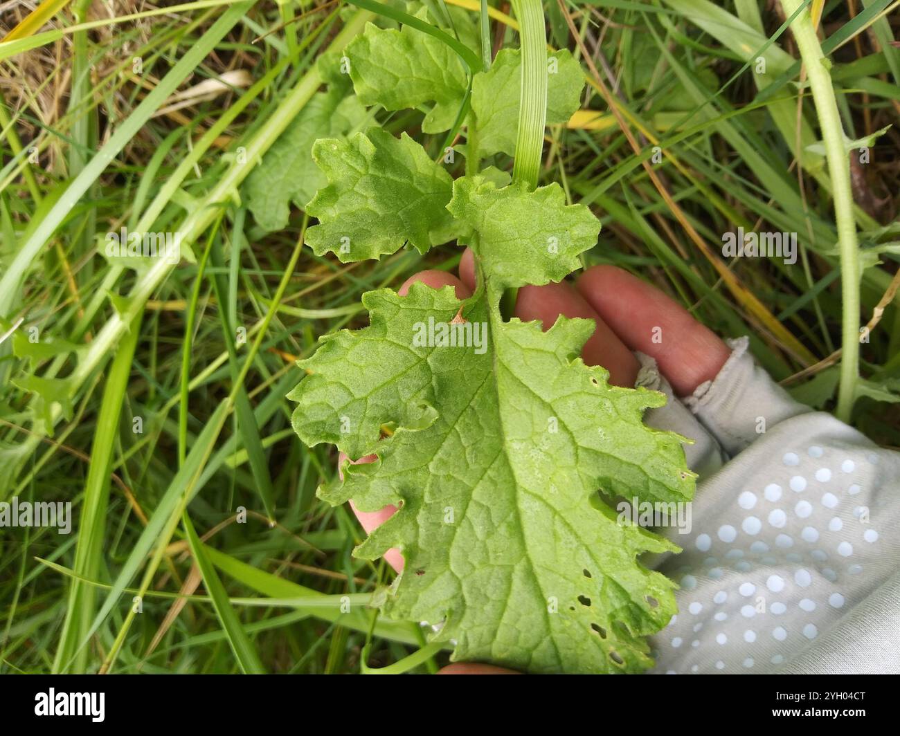 flowering plants (Angiospermae Stock Photo - Alamy