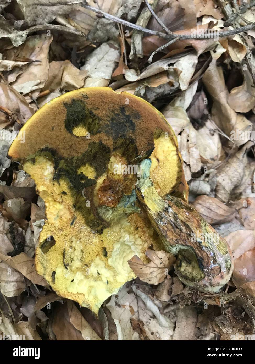 Dotted Stem Bolete (Neoboletus erythropus Stock Photo - Alamy