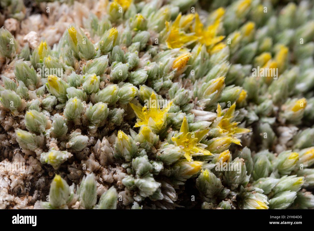 Creeping nailwort (Paronychia sessiliflora Stock Photo - Alamy