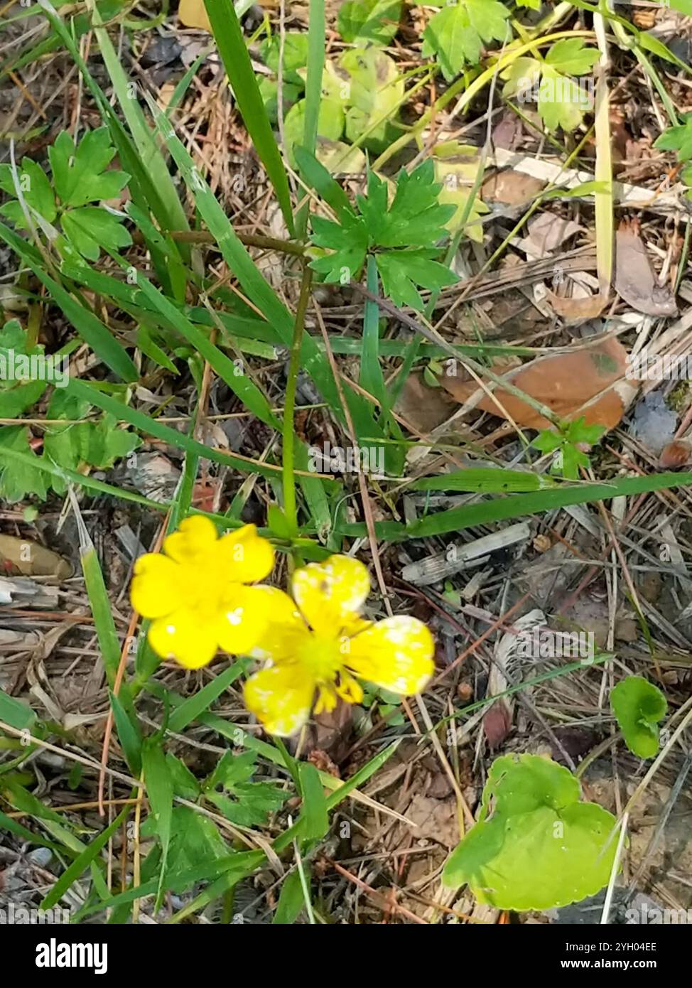 Creeping buttercup (Ranunculus repens Stock Photo - Alamy