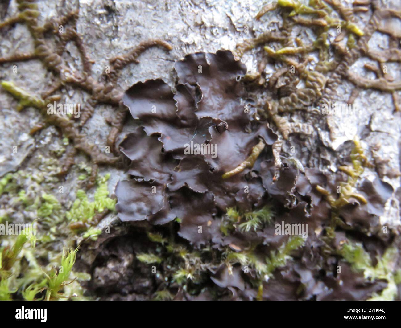 tree pelt lichen (Peltigera collina Stock Photo - Alamy