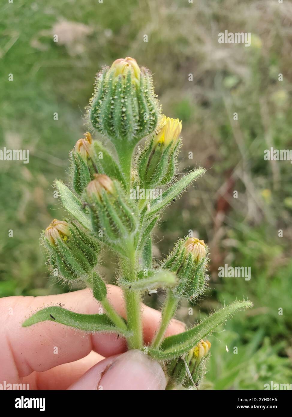 Madia sativa hi-res stock photography and images - Alamy