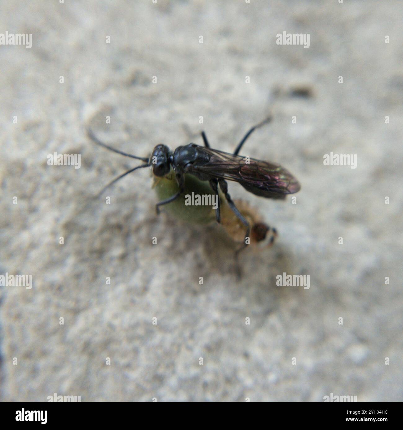 Spider Wasps (Pompilidae Stock Photo - Alamy