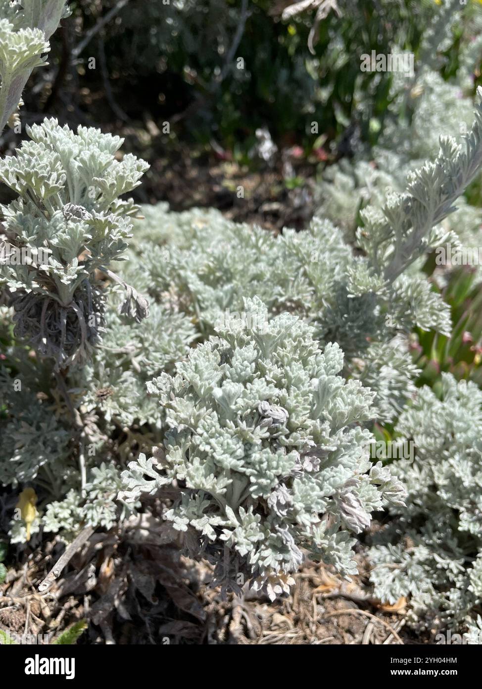 coastal sagewort (Artemisia pycnocephala Stock Photo - Alamy