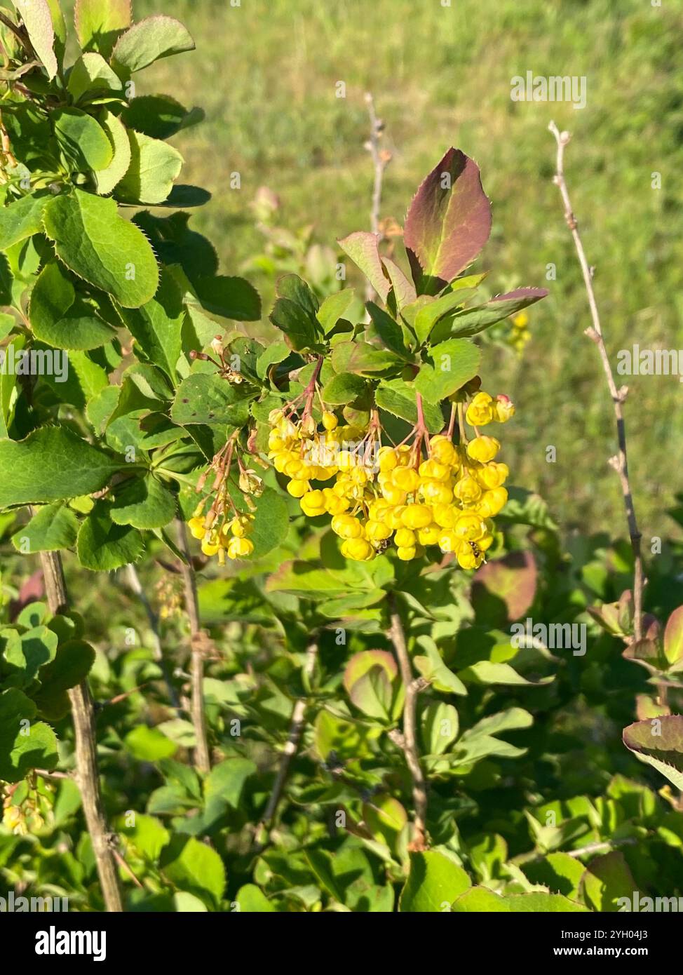 European barberry (Berberis vulgaris Stock Photo - Alamy
