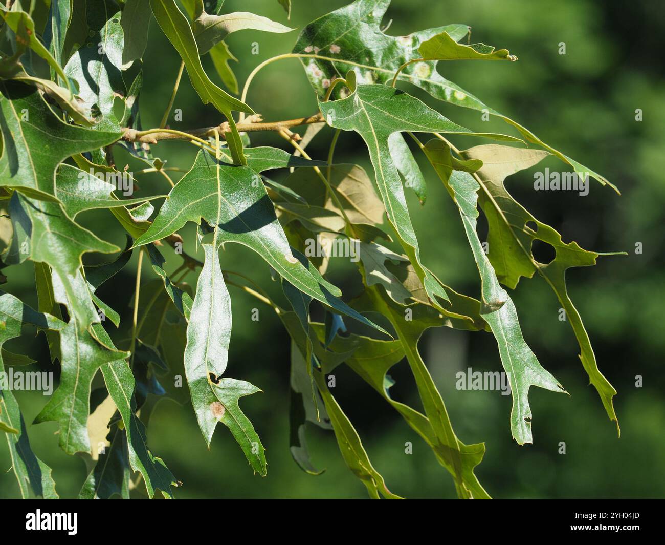 southern red oak (Quercus falcata Stock Photo - Alamy