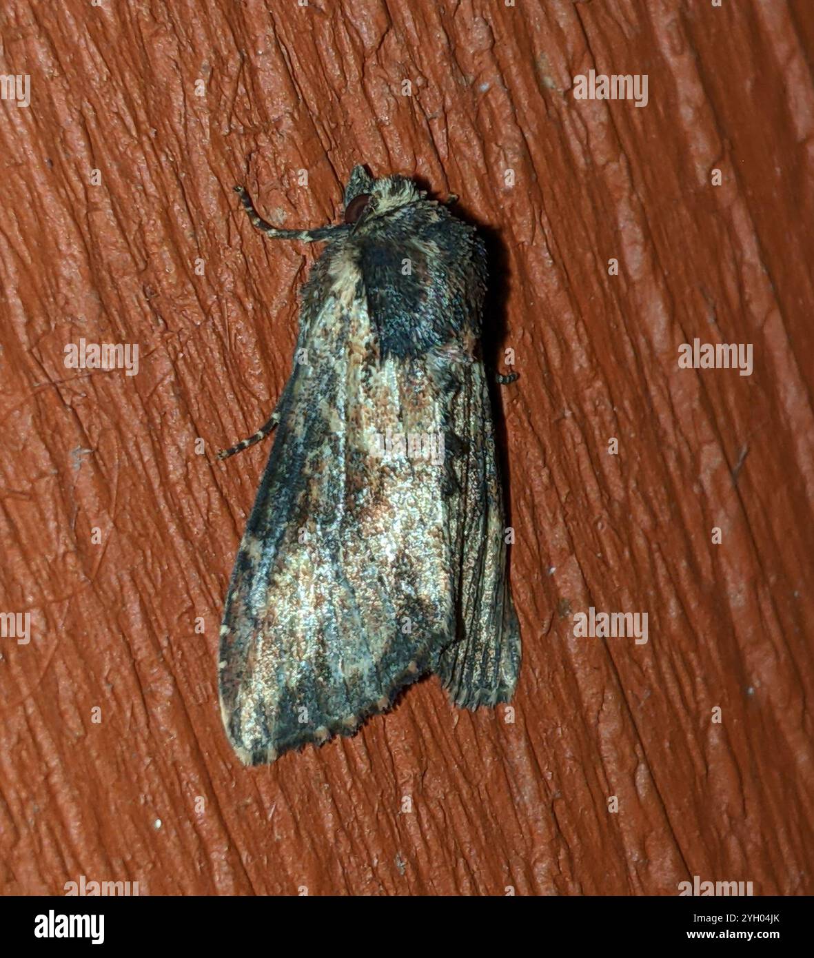 Lateroligia hi-res stock photography and images - Alamy