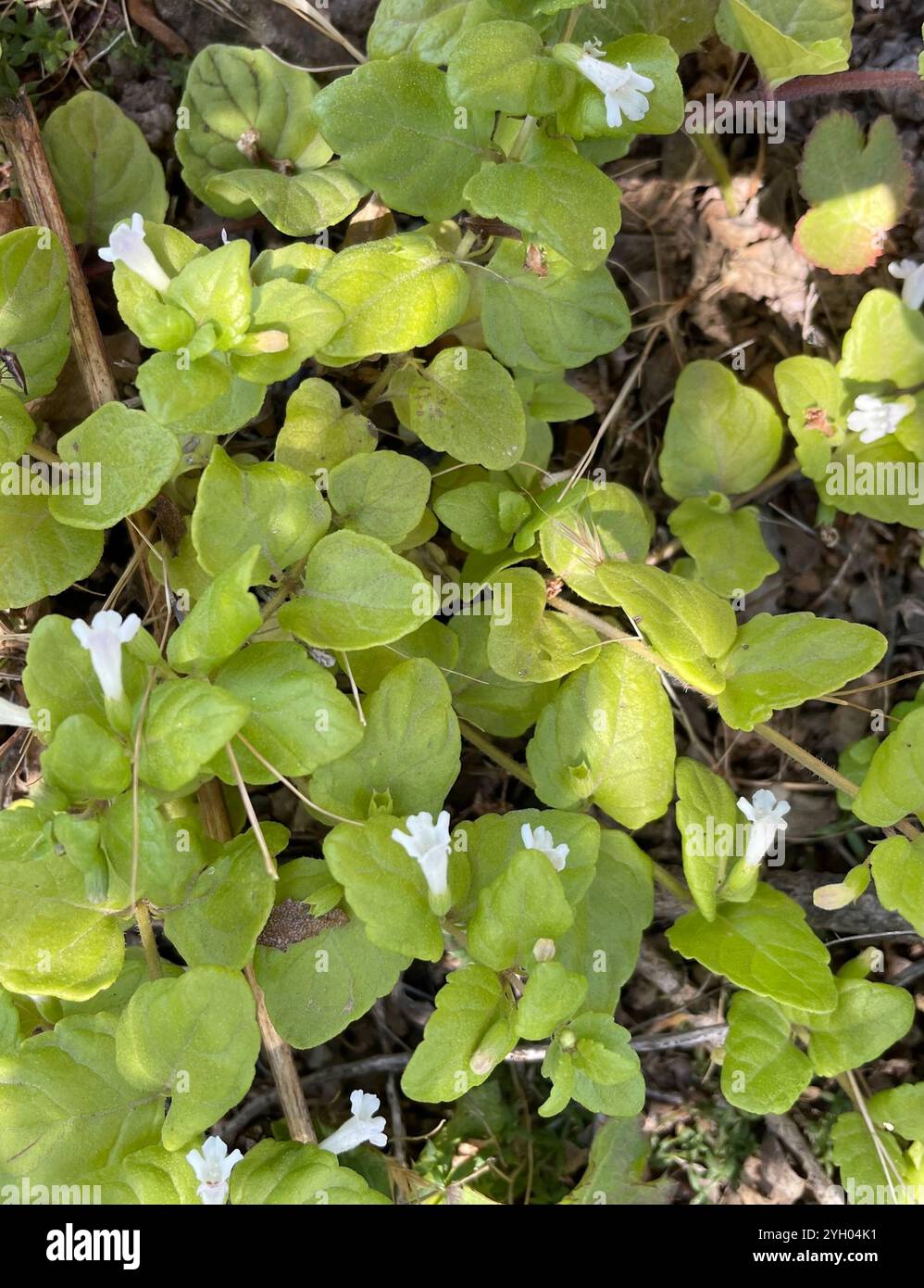 yerba buena (Clinopodium douglasii Stock Photo - Alamy