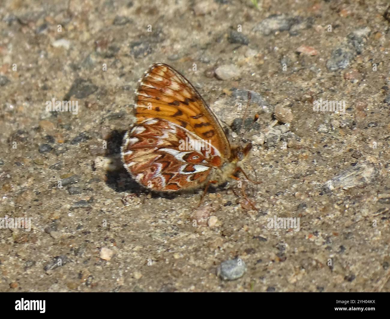 Freija fritillary hi-res stock photography and images - Alamy