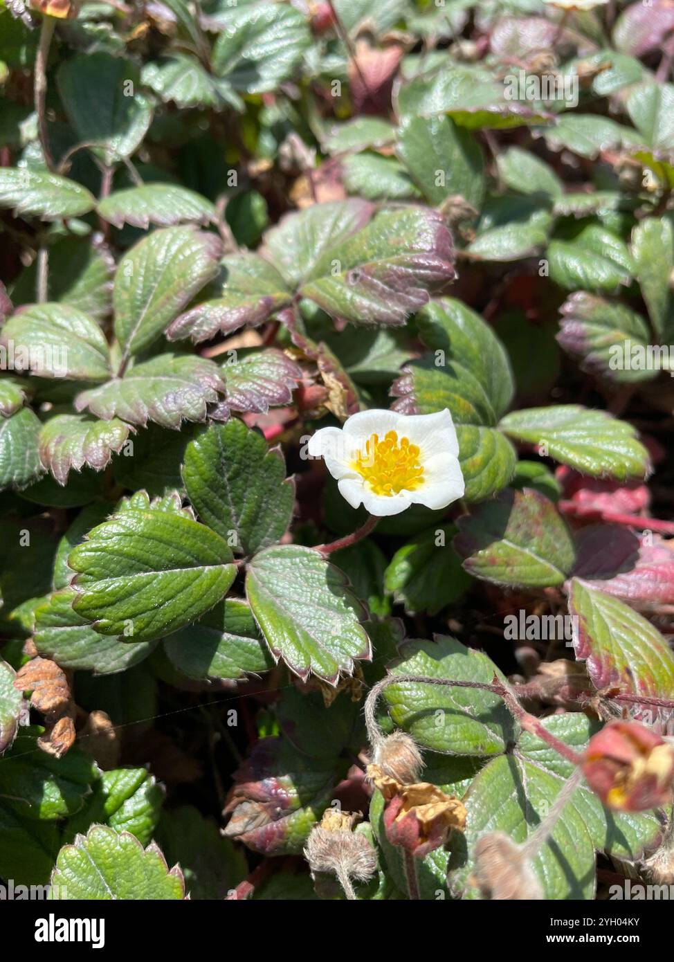 Beach strawberry fragaria chiloensis hi-res stock photography and ...