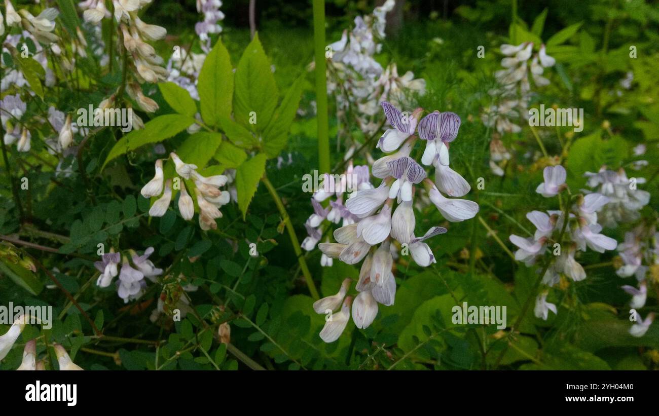 Wood Vetch (Vicia sylvatica Stock Photo - Alamy