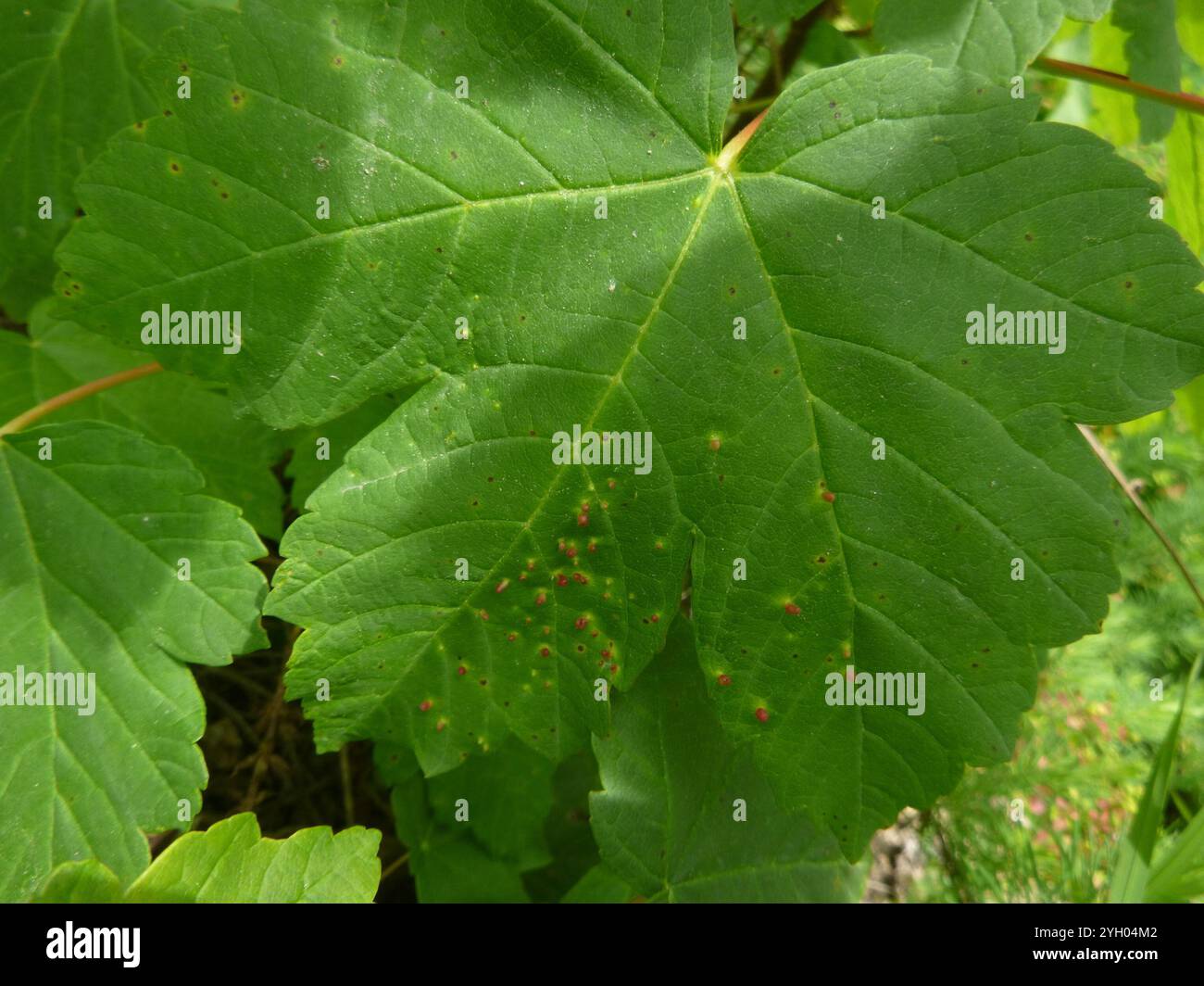 Maple gall mite (Aceria macrorhyncha Stock Photo - Alamy