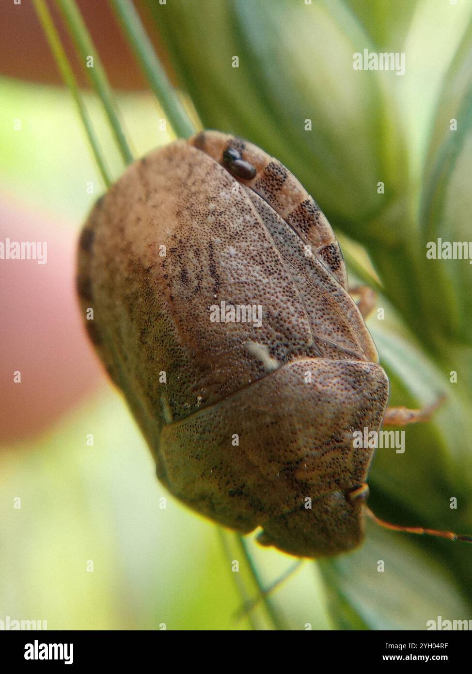 Eurygaster maura hi-res stock photography and images - Alamy
